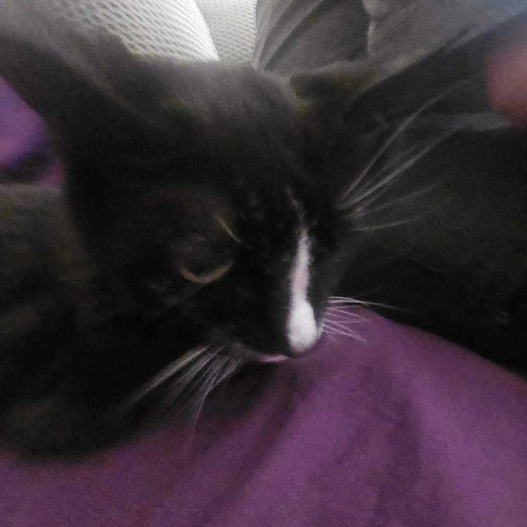 screeching_.cat | WEBTOON